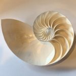 About Carol A. Foster, M.D – Ending Vertigo Today